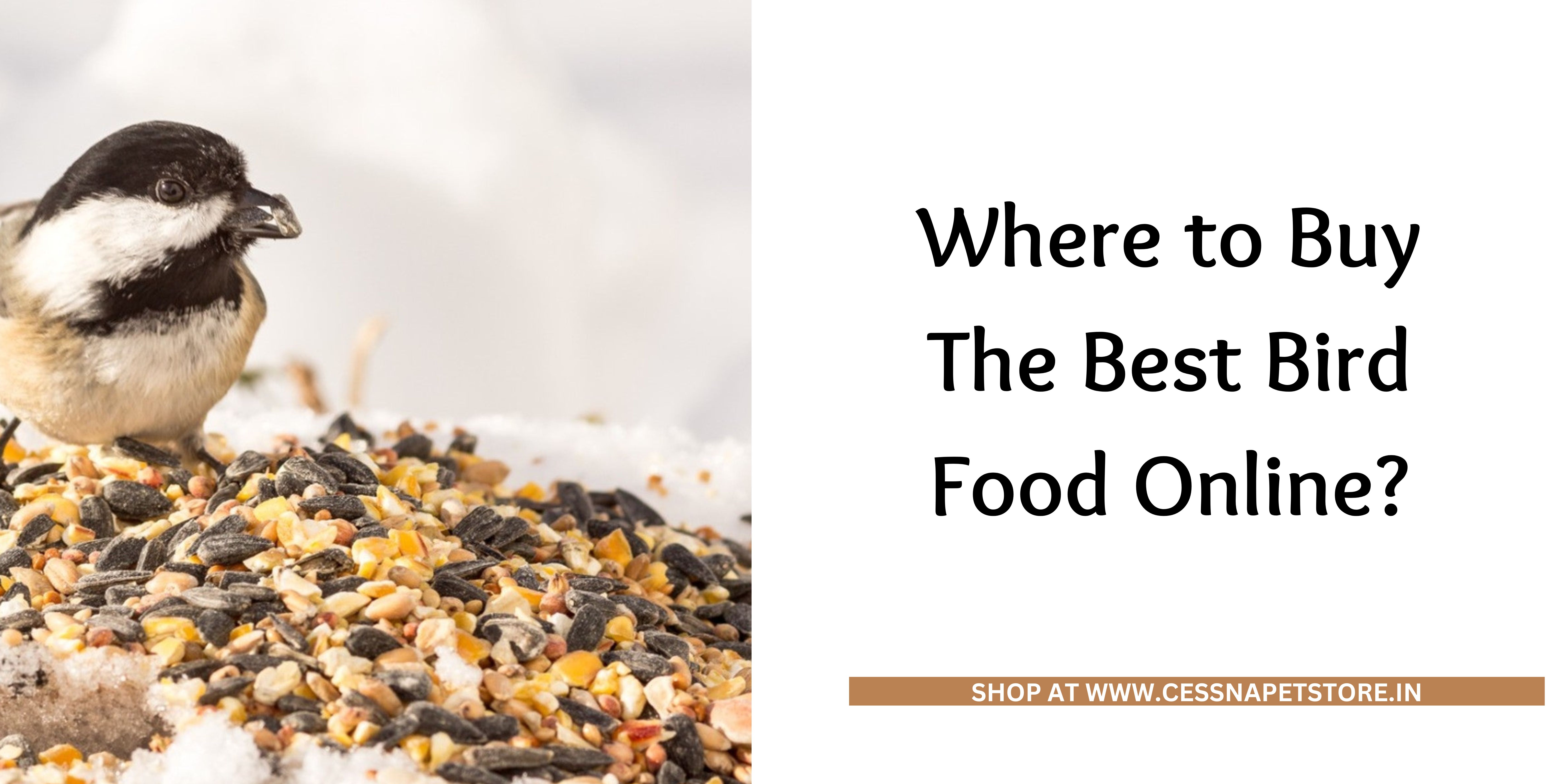 Where to Buy The Best Bird Food Online?