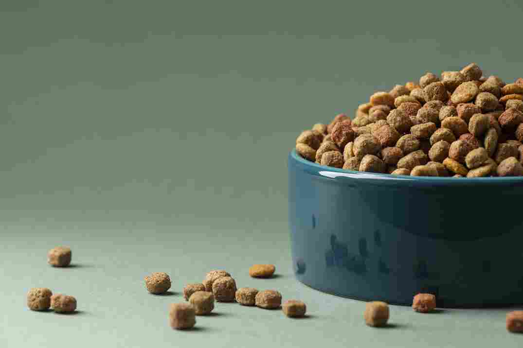 Best Cat Diet Suggestion | Cessna pet Store